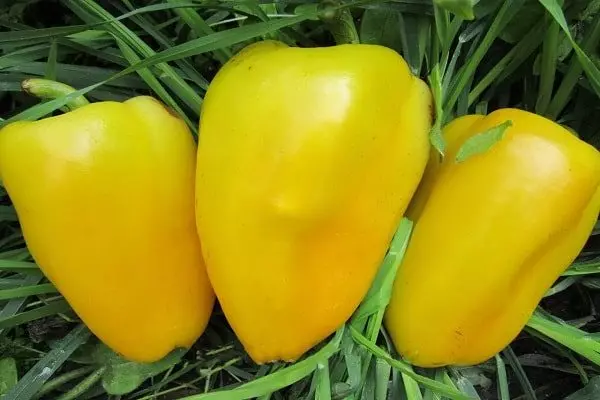 Pepper Grade Ivolga