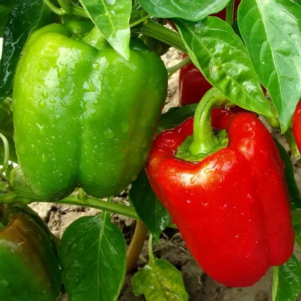 Pepper F1.