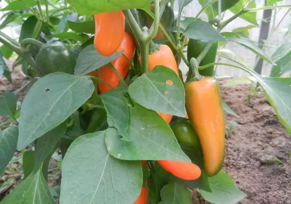 Urupapuro rwa Pepper Orange