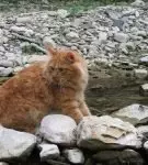 Redhead Curil Bobtail ulet në shkëmbinjtë e lumit malor