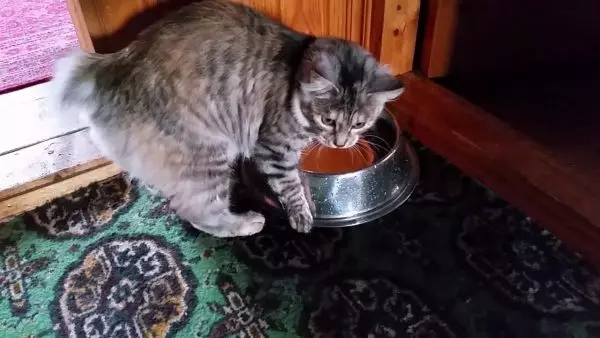 Kuril Bobtail staat in de buurt van de kom met water