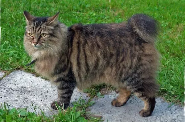 Kuril Bobtail qëndron në një rrugë në mes të lëndinës