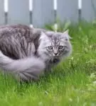 Siberische kat zit in het gras