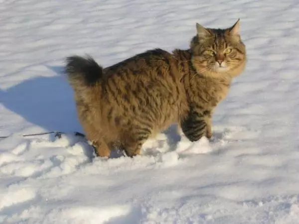 Kuril Bobtail staat in de sneeuw