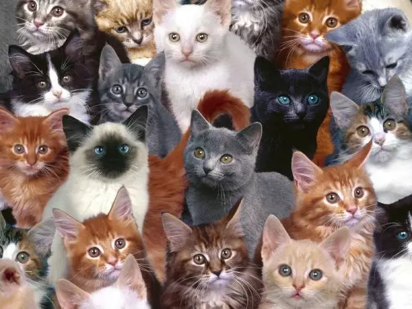 स्फिंक्स: बिल्लियों, प्रजातियों, चरित्र, फोटो, बिल्लियों के लिए बिल्लियों की विशेषताओं का विवरण, बिल्ली के बच्चे की पसंद