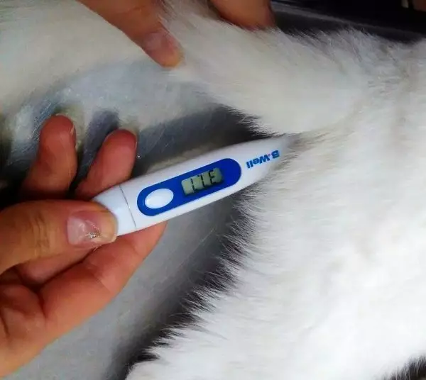 Mesura de la temperatura del gat