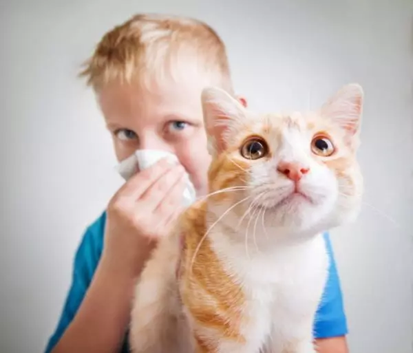 Allergia egy macskára