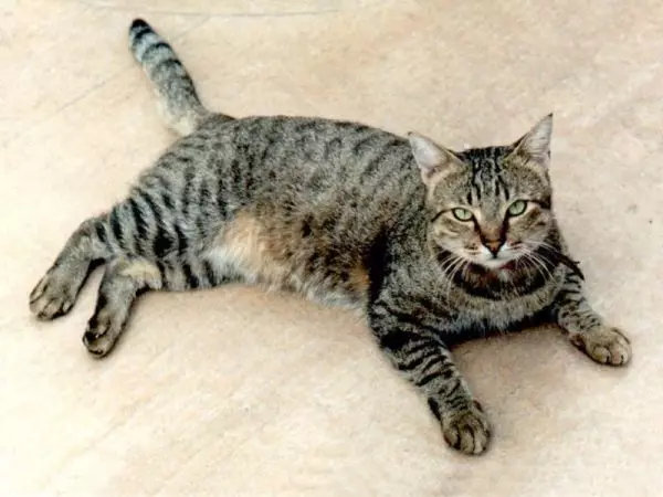 Европалык Shorthair Cat