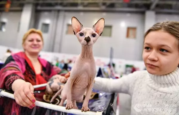 Sphinx på Cat Show
