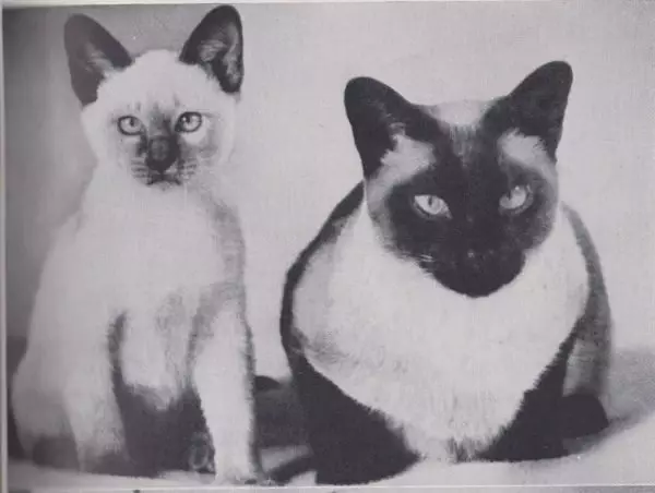 Foto antiga de gatos tailandeses