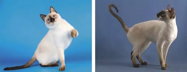 Differences of Thai and Siamese cats