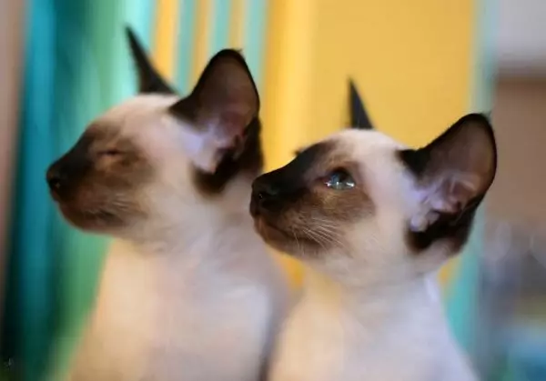 Tajlandiż Kittens