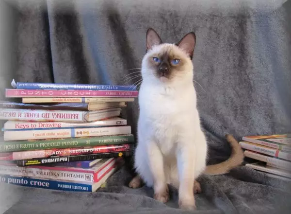 Thai cat and books
