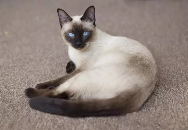Thai cat on the carpet