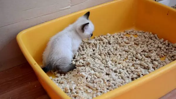 Thai Kaz Kitten am Schacht