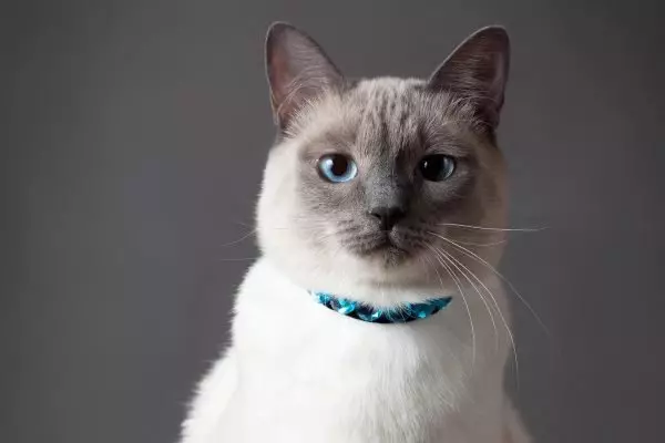 Photo portrait of a Thai cat