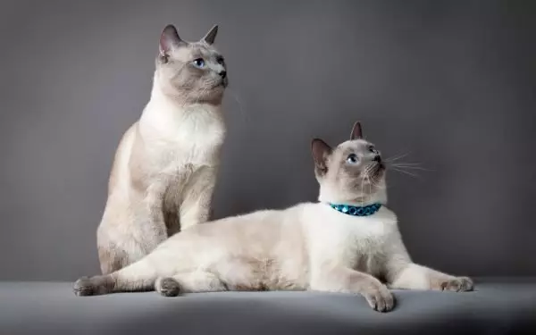 Thai cat and cat
