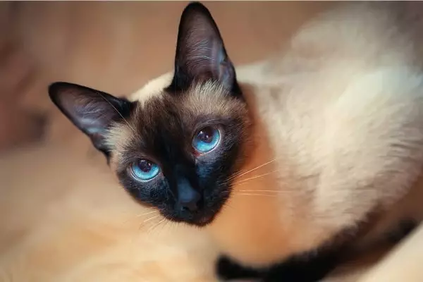 Gato tailandés con ollos azuis