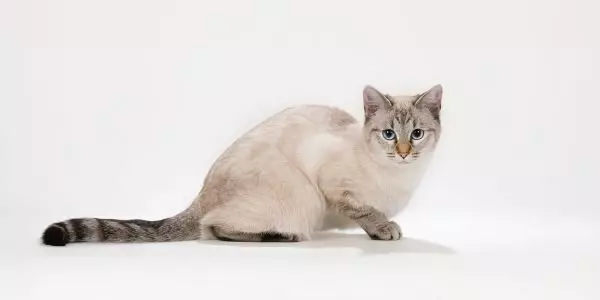 Tabby de crema de gatos tailandeses