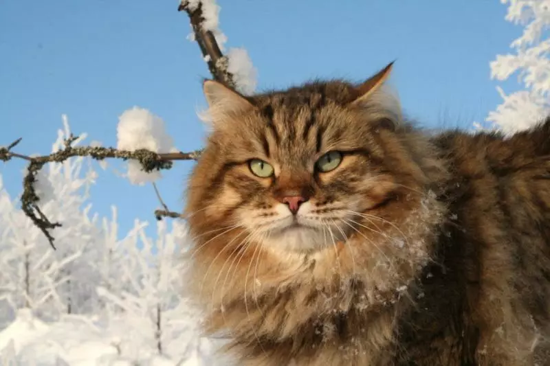 Сибирска мачка: Опис и карактер пасмине, фотографија, мачеви избор, власнички рецензије