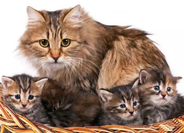 Kat met kittens
