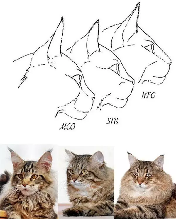 Sketchy na imahe ng mga ulo ng main-kun, Siberian at Norwegian Forest Cats