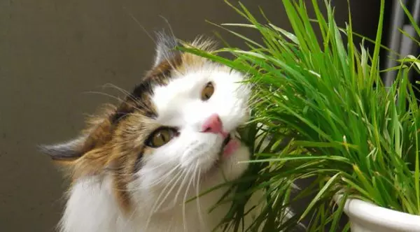 Kass sööb rohu