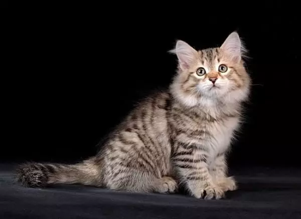 بچه گربه سیبری
