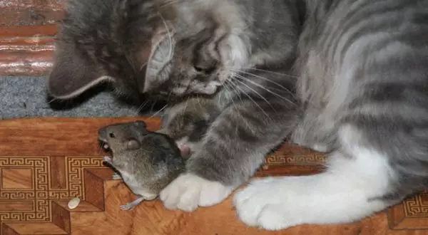 Kitten იჭერს მაუსის