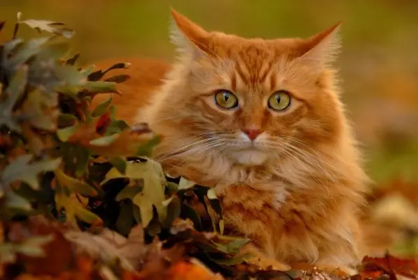 Cat-koloncties die geluk en veel geluk brengen 2764_4