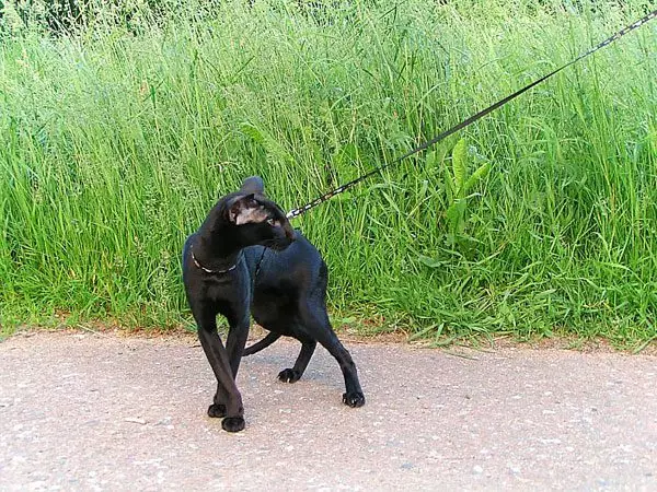 Orientalsk katt på snor