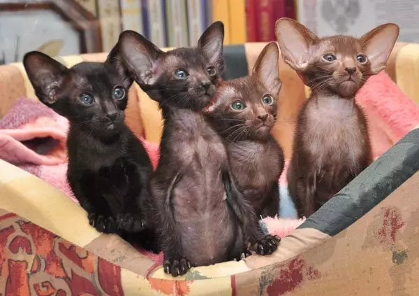 Kittens oriental raza.
