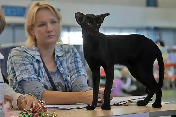 Oriental negro sobre a mesa durante o exame