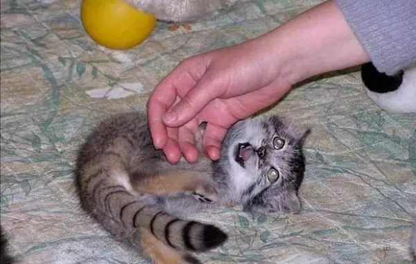 Manula gatinho joga com a mão