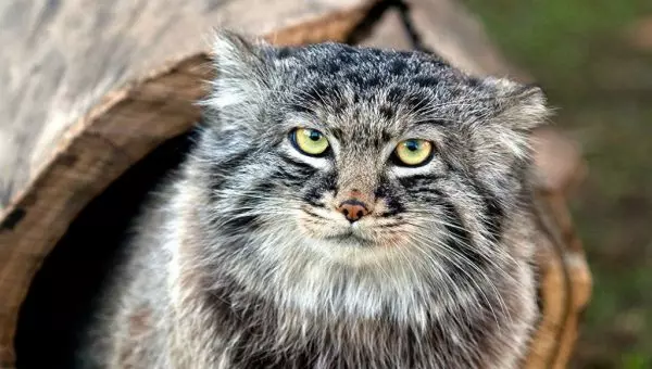 Normale Manul