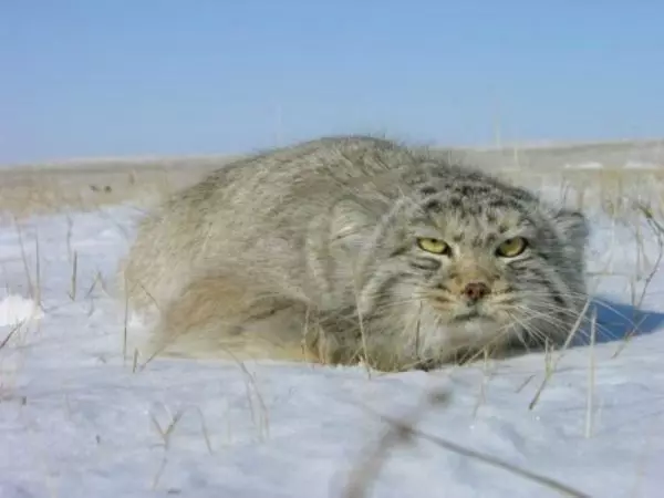Manul in Steppe