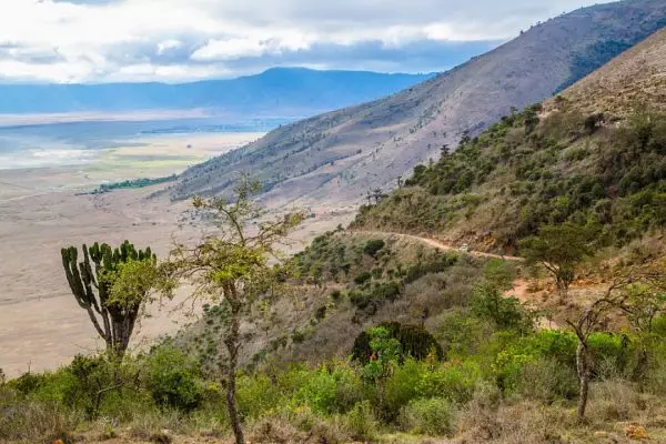 Madeira: Descrición da raza, o carácter de servula, contido e coidado na casa, gatos fotográficos