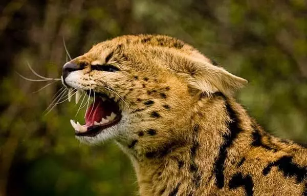 Serval Scalled Fangs