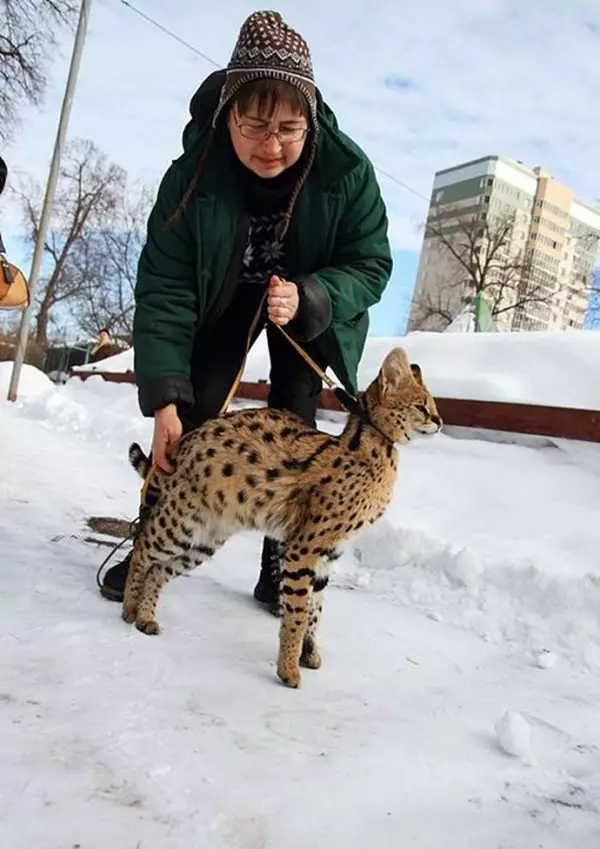 仆人在皮带上