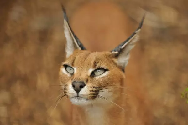 Caracal.