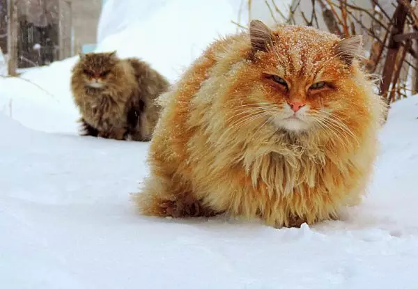 Gato siberiano na neve