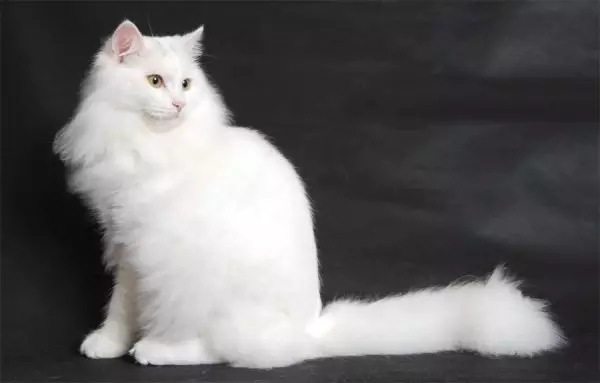 Siberia Cat White