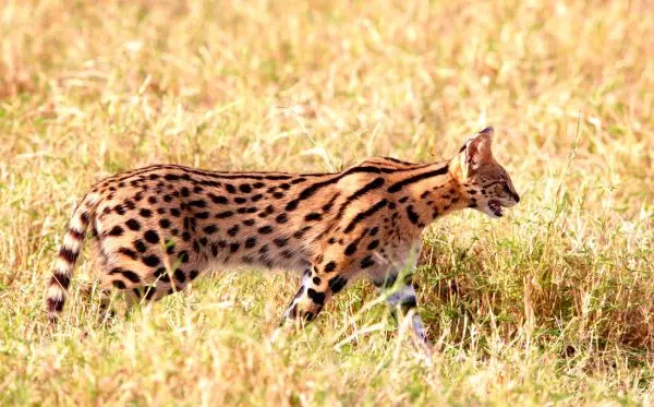Mačka savanna