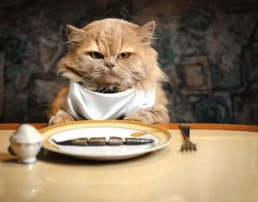 Cat at the table