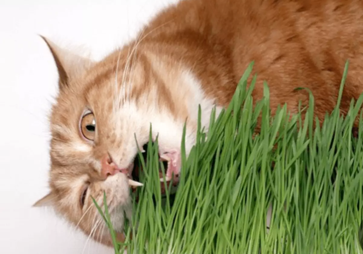 القط يأكل العشب