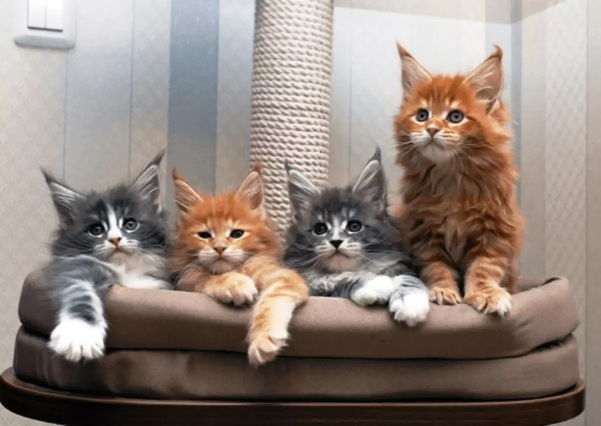 Maine Coon Kittens.