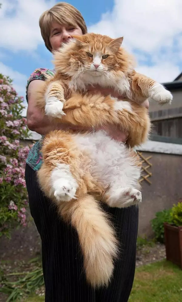 Maine Coon on Hands