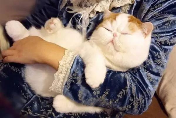 Snepé de gato de Xapón agarra a man