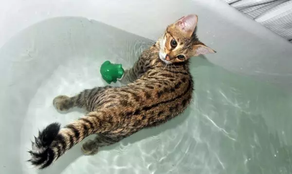 Savanna Cat ในอ่างอาบน้ำ
