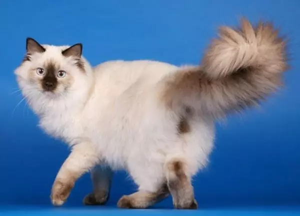 Fluffy ragdoll.